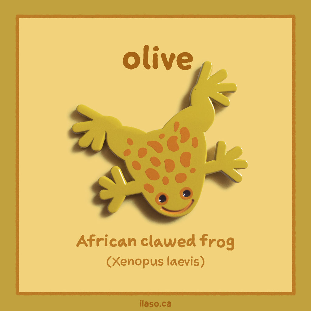 olive pin (African clawed frog) – ilaso
