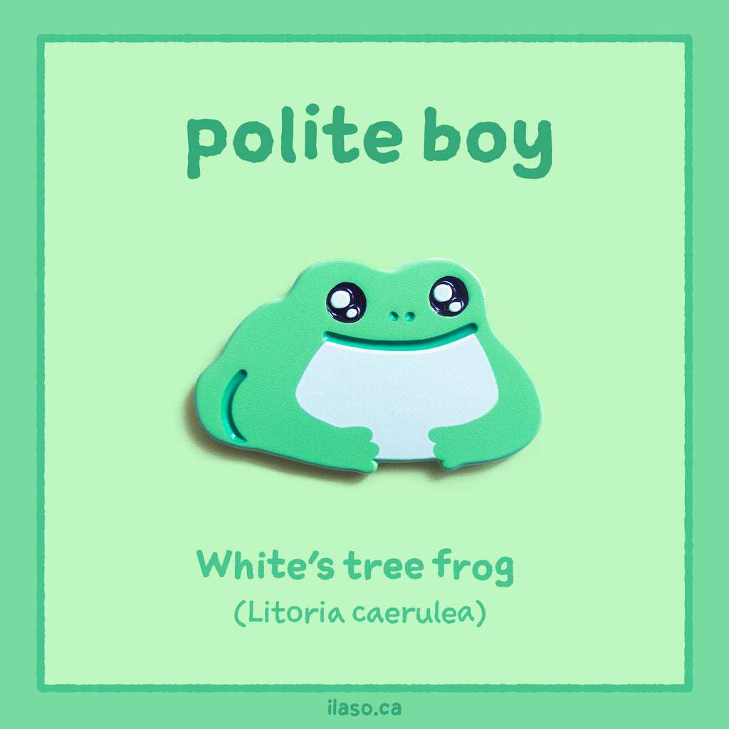polite boy pin (White's tree frog) – ilaso